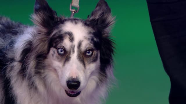 Watch Superstar Dogs S01:E09 - Episode 9 Free TV | Tubi