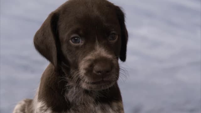 Watch Too Cute! S04:E03 - Pint-Sized Pups and a Ferret - Free TV Shows ...