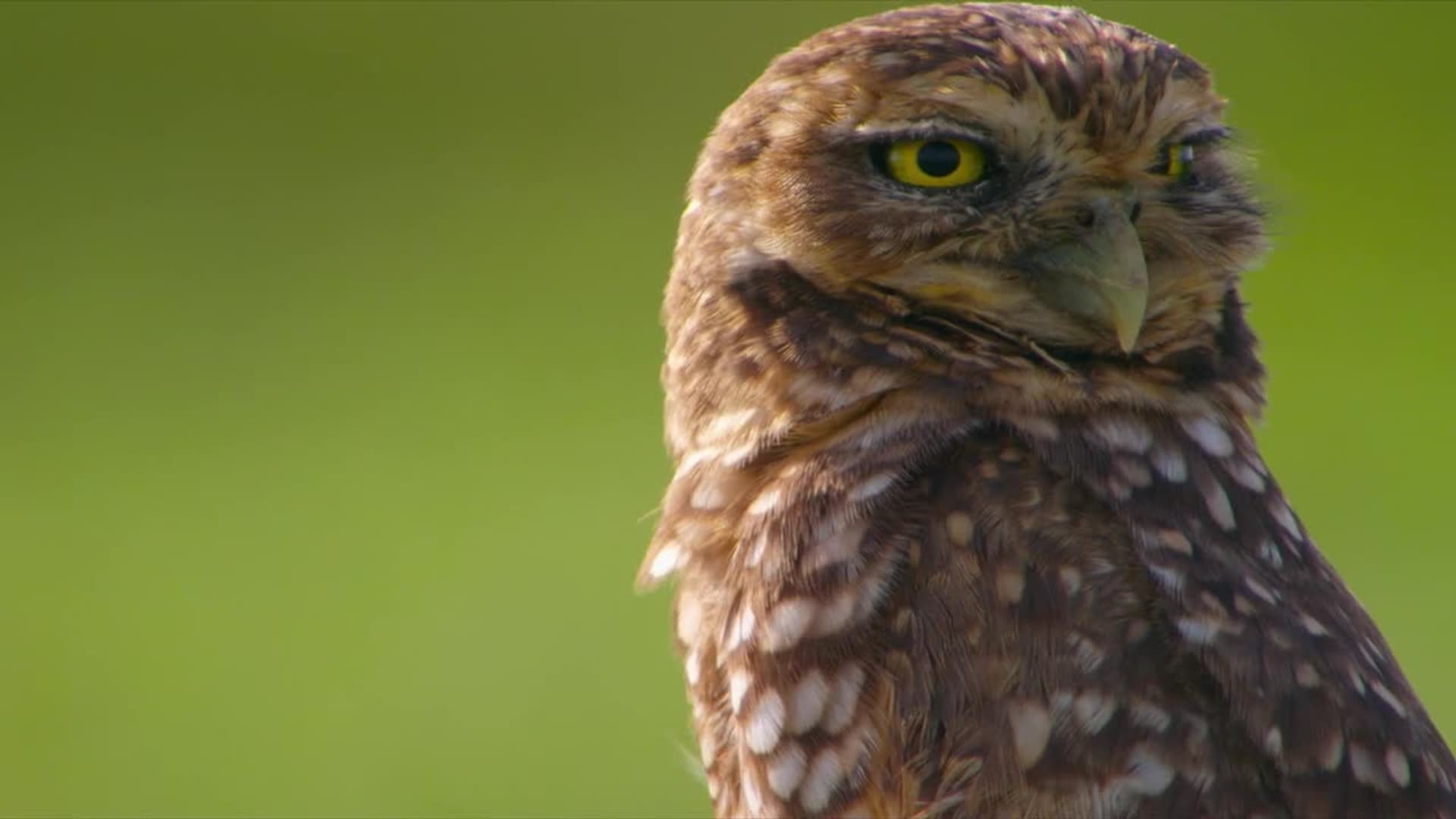 Watch Wild Colombia Revealed (2015) - Free Movies | Tubi