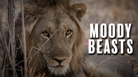 Watch Moody Beasts - Free TV Shows | Tubi