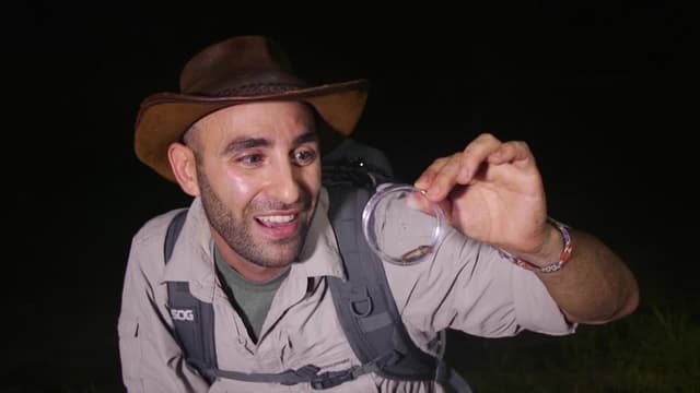 Watch Brave Wilderness S03:E02 - Stung by a Bullet A - Free TV Shows | Tubi