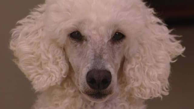 Watch Breed All About It S03:E07 - Poodle - Free TV Shows | Tubi