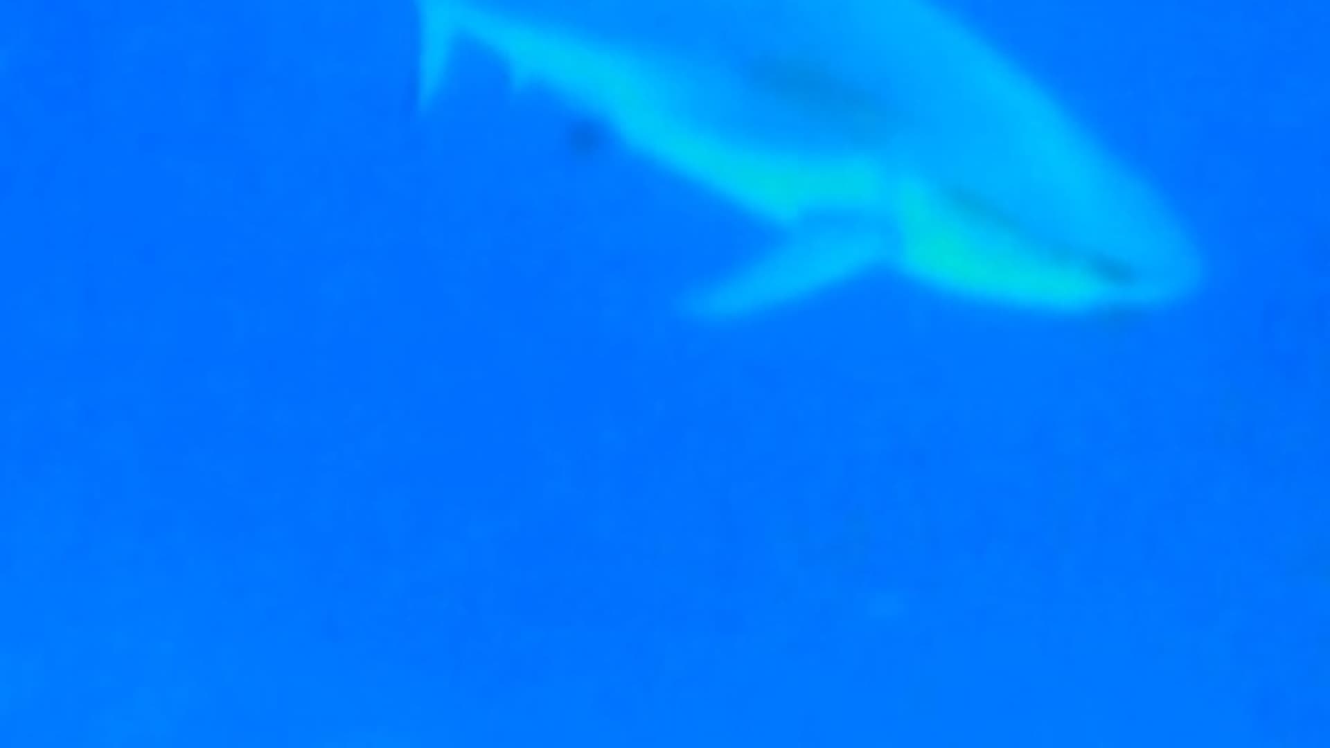 Watch Sharks: Visit the Depths of the Ocean & Swim Wit - Free Movies | Tubi