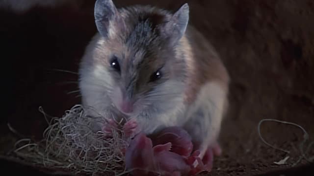 Watch Wild America S09:E903 - Killer Mice - Free TV Shows | Tubi