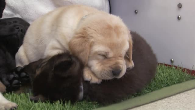 Watch Too Cute! S04:E02 - Chilled Out Pups - Free TV Shows | Tubi