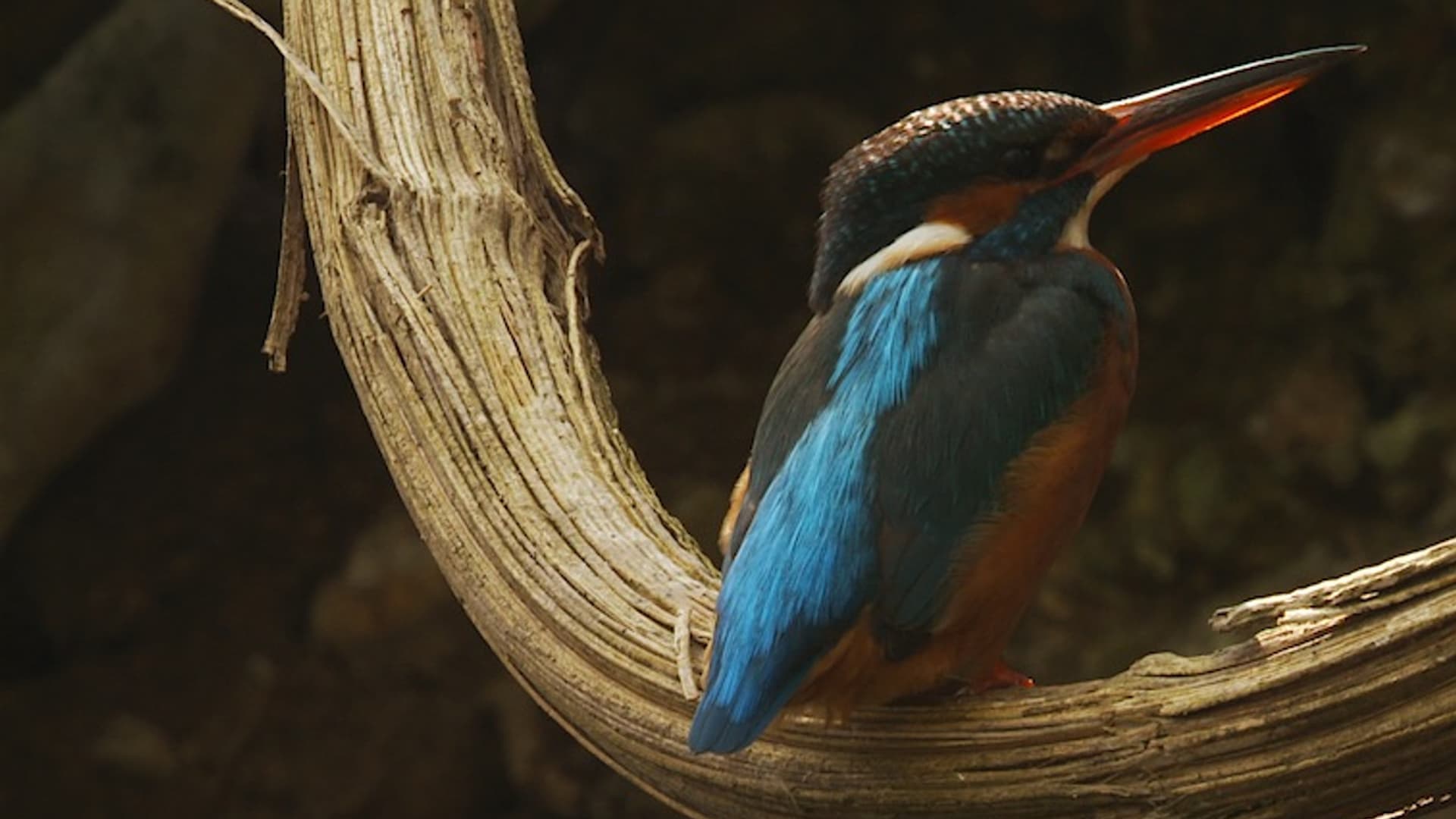 Watch Return To The River Diary Of A Wildlife Cameram Free Movies Tubi watch-return-to-the-river-diary-of-a-wildlife-cameram-free-movies-tubi