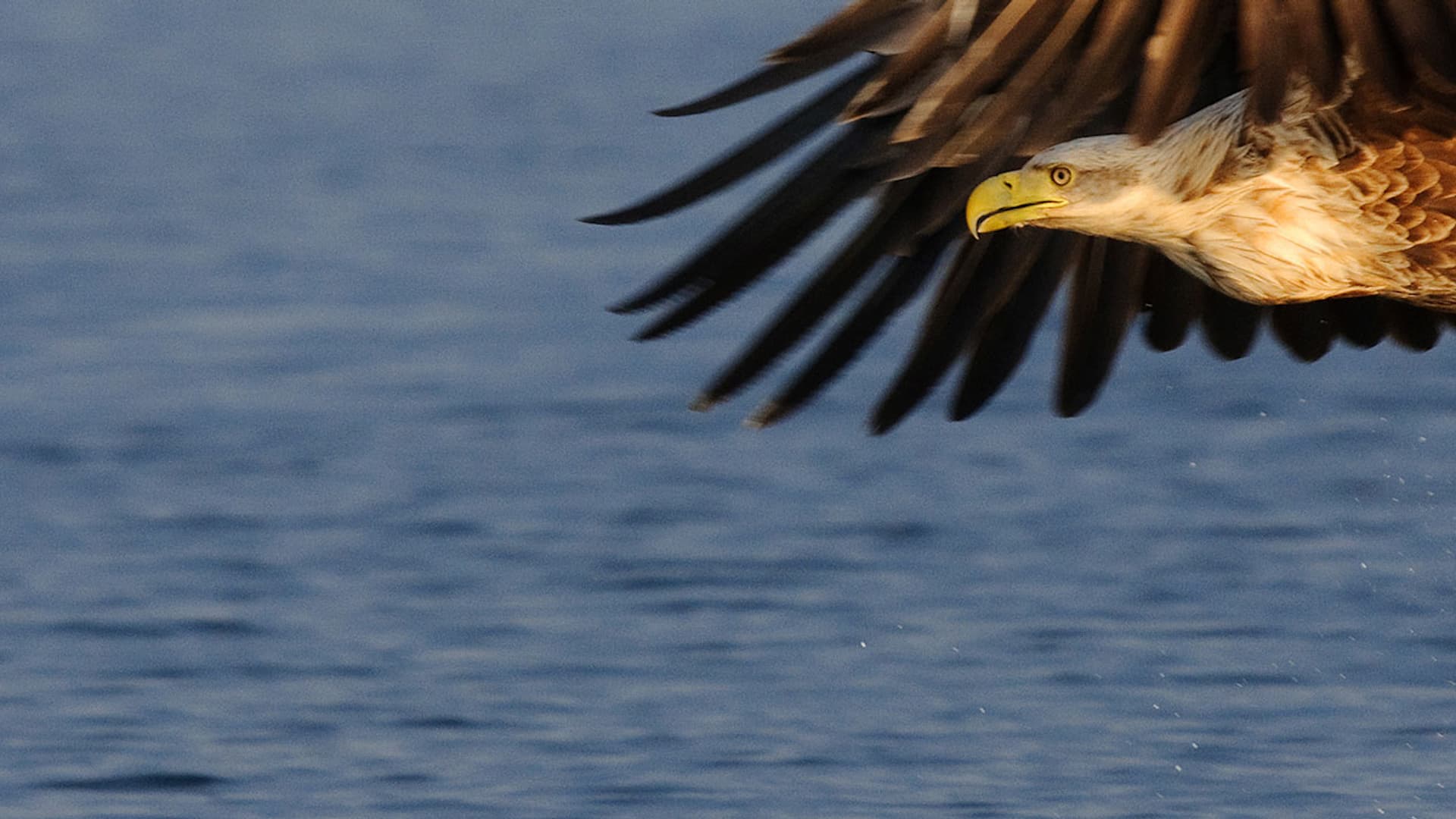 Watch Eagle: Queen of the Skies (2015) - Free Movies | Tubi