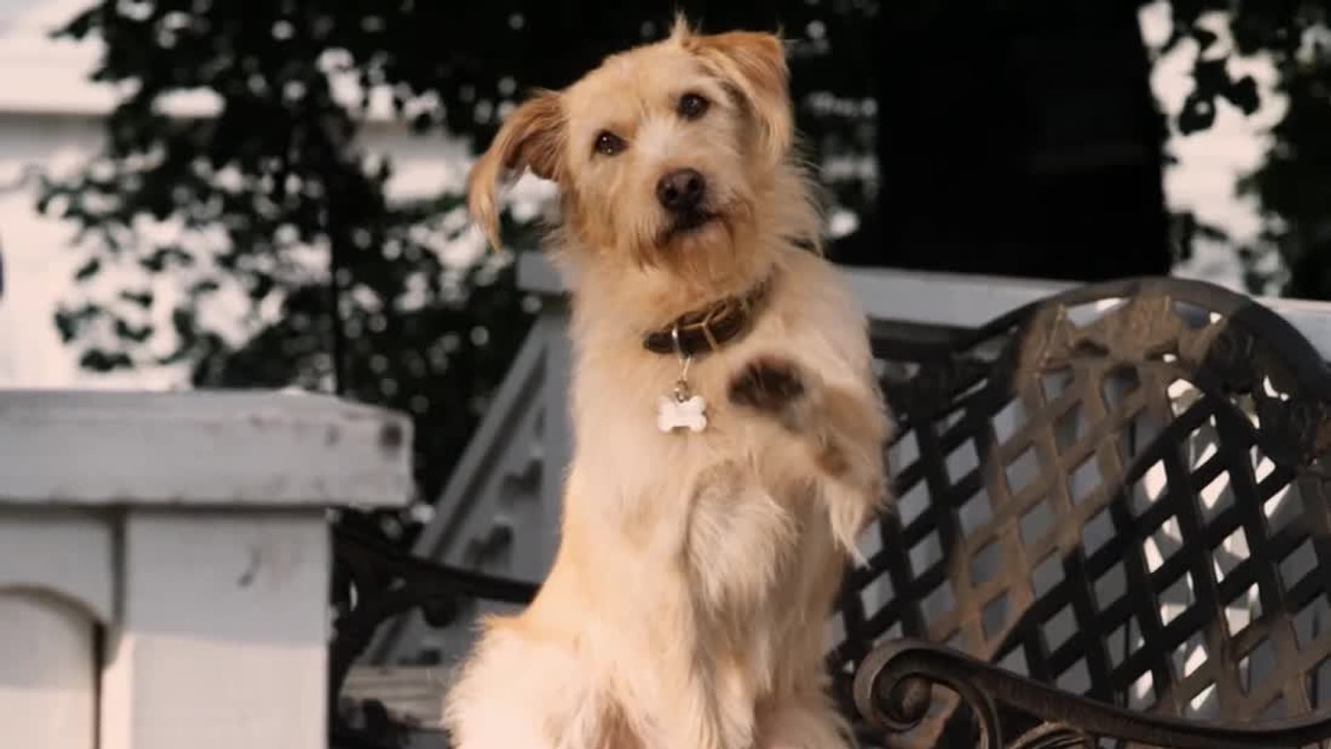 Watch Smitty Trailer (2012) - Free Movies | Tubi