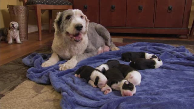 Watch Too Cute! S04:E03 - Pint-Sized Pups and a Ferr - Free TV Shows | Tubi