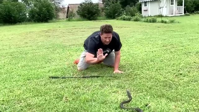 Watch Dingo Untamed S01:E15 - Snouted Cobra - Puff A - Free TV Shows | Tubi