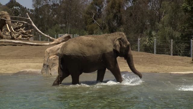 Watch Walking Wild at the San Diego Zoo - Free TV Shows | Tubi