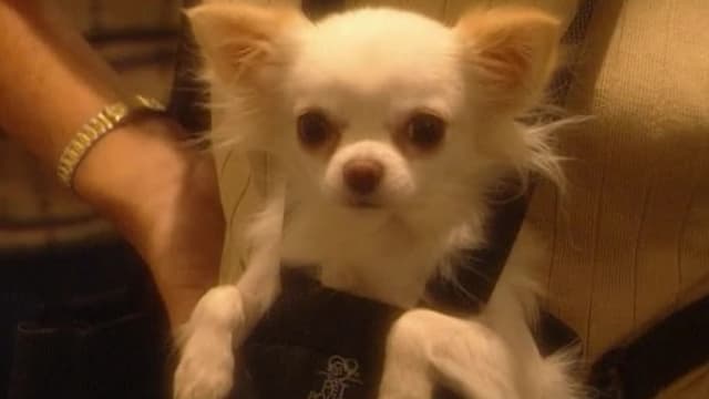 Watch Breed All About It S02:E09 - Chihuahua - Free TV Shows | Tubi