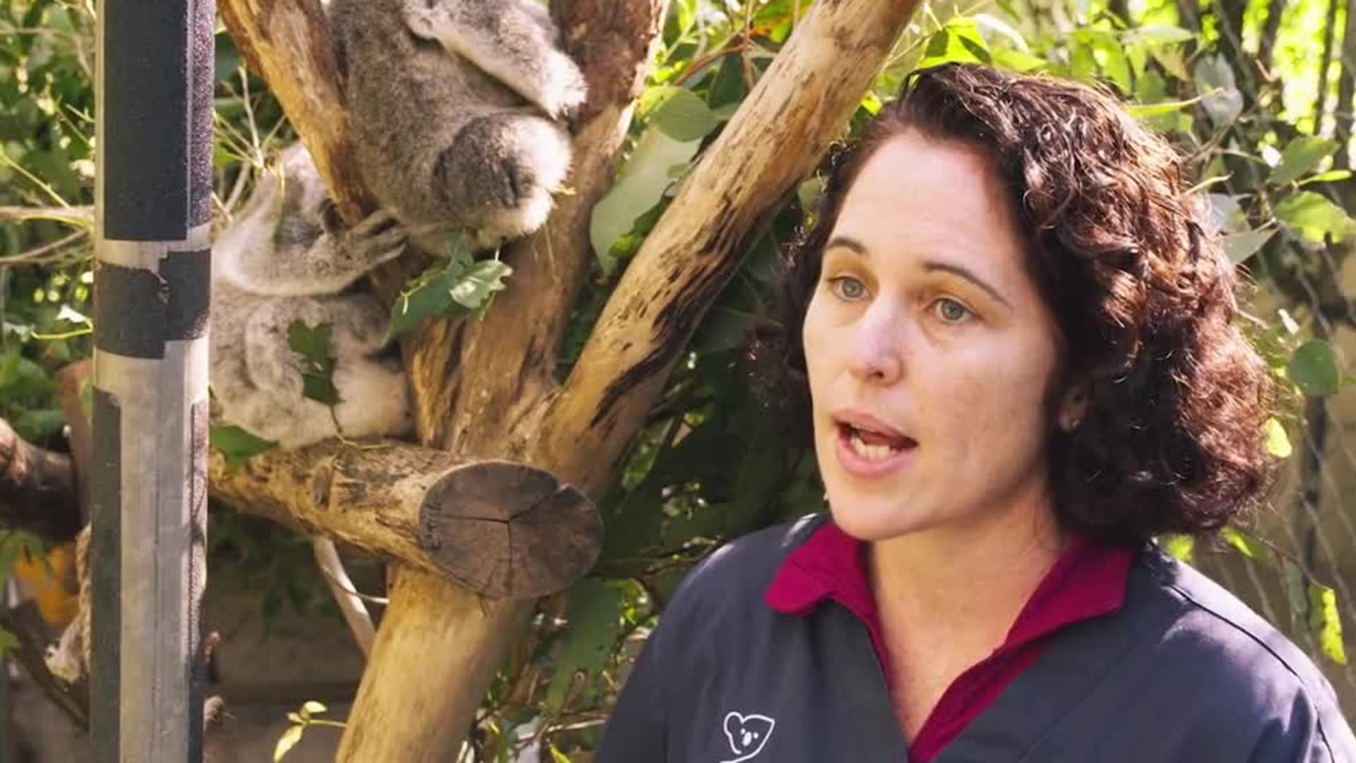 Watch Nature's Hidden Miracles S01:E01 - The Secret - Free TV Shows | Tubi