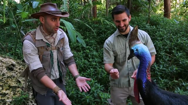 Watch Brave Wilderness S05:E10 - Prehistoric Bird Es - Free TV Shows | Tubi