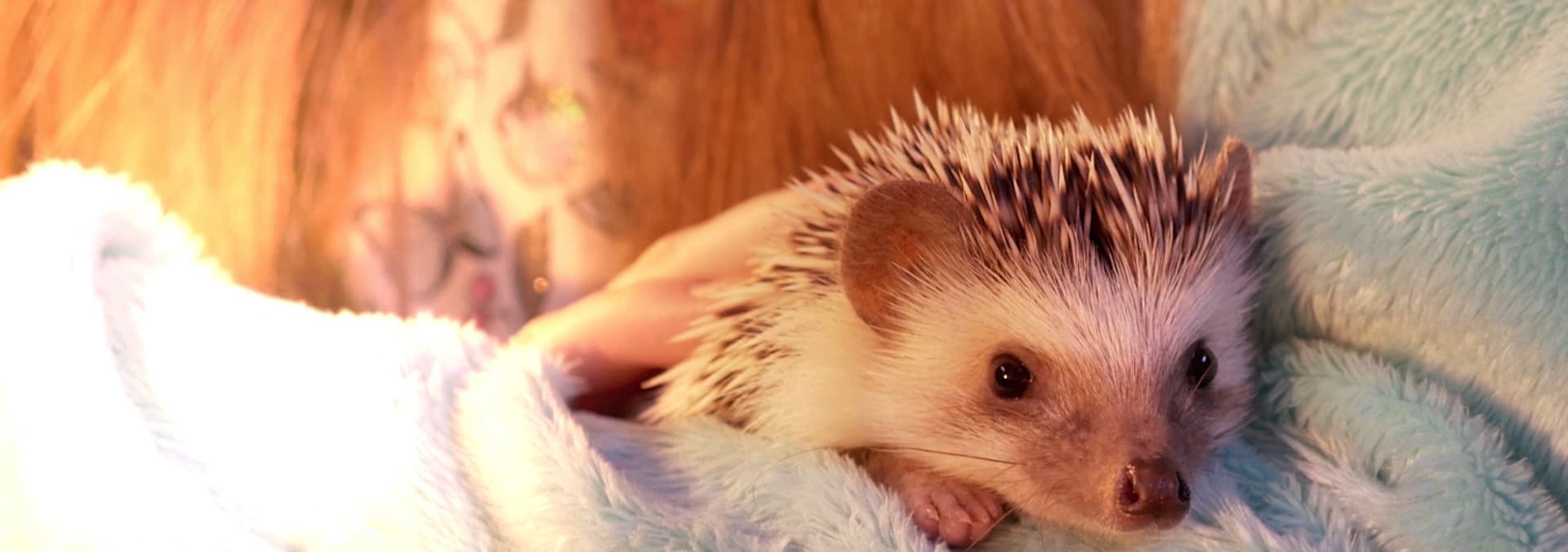 Andy The Hedgehog
