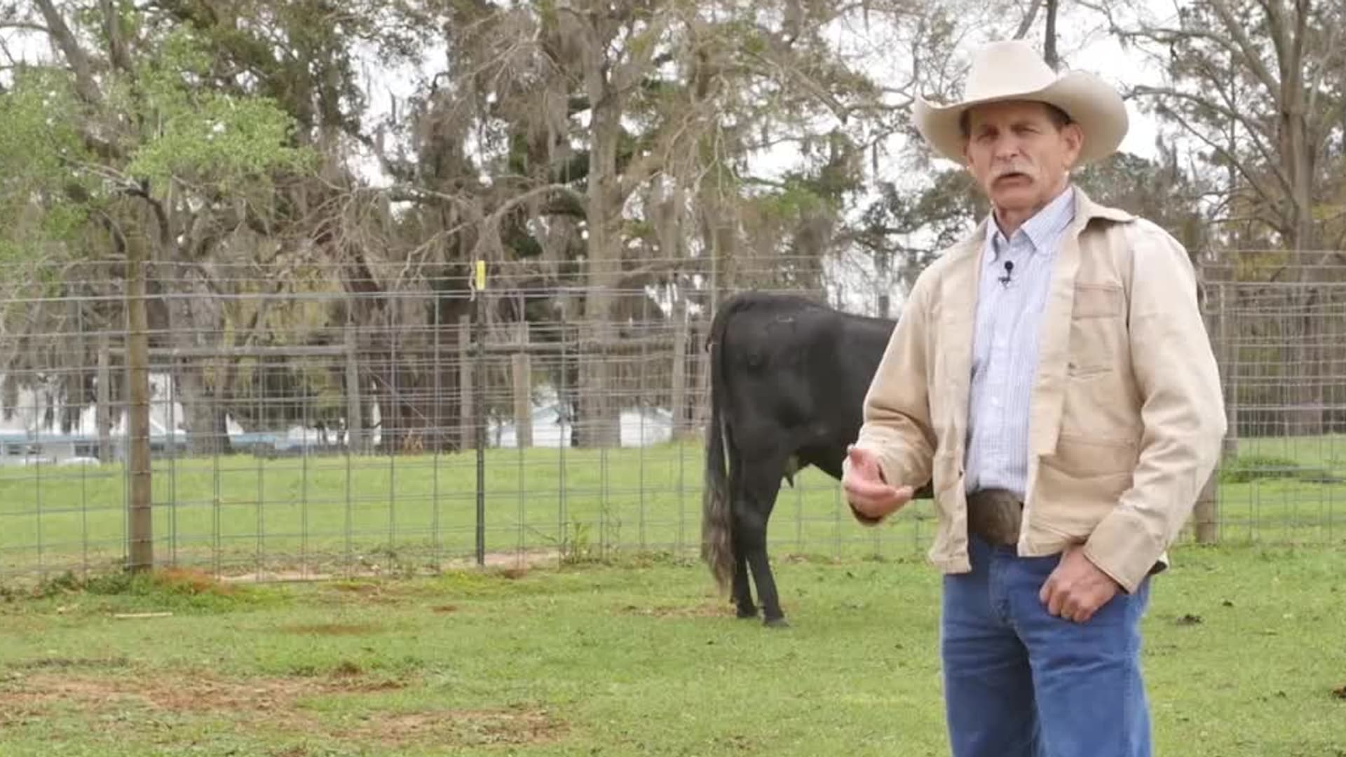 Watch The Holstein Dilemma (2021) - Free Movies | Tubi