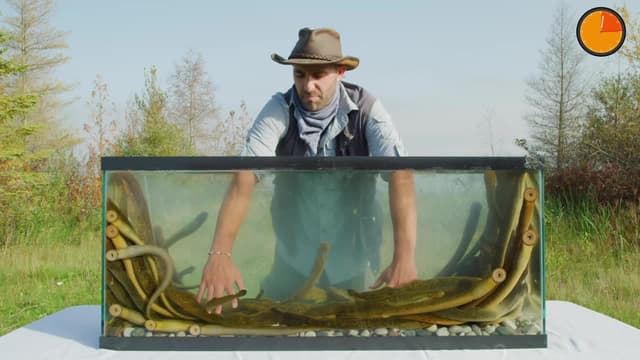 Watch Brave Wilderness Season 7 - Free TV Shows | Tubi