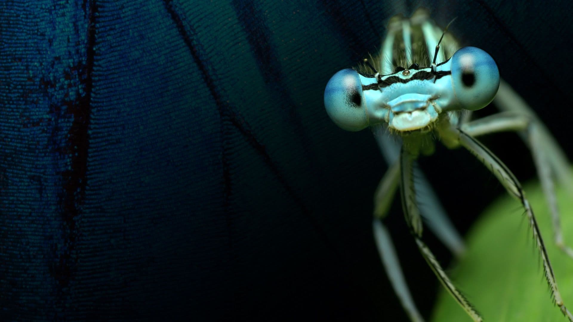 Watch Planet Insect S01:E02 - Part Two: The Next Gen - Free TV Shows | Tubi