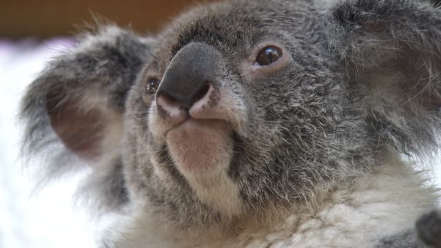 Watch Walking Wild at the San Diego Zoo S01:E07 - Ep - Free TV Shows | Tubi